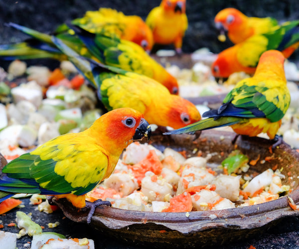 Feeding Your Feathered Friend: The Ultimate Guide to Pet Bird Foods ...